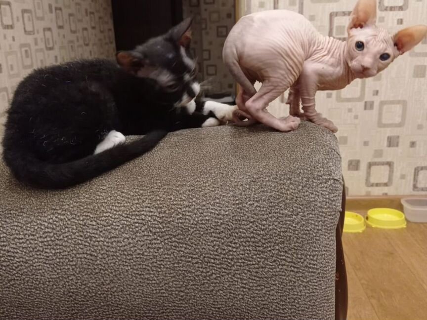 Котята донского сфинкса