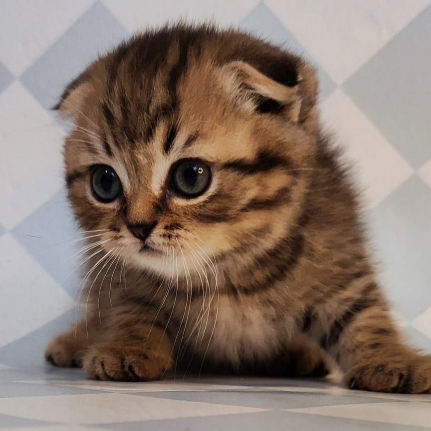 Котята шотландцы