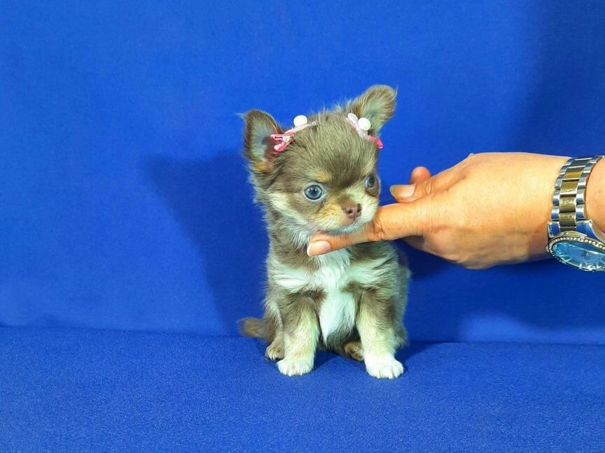 Щенки чихуахуа большой выбор окрасов