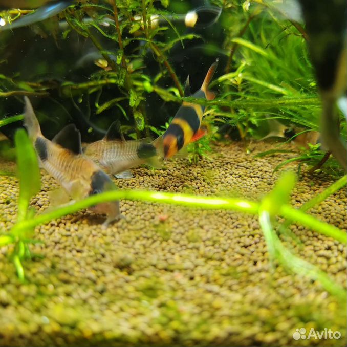 Сомики коридорасы panda бронь
