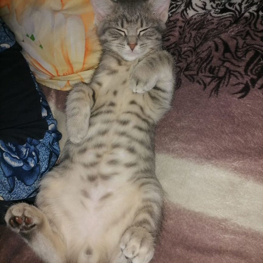 Отдам кота в добрые руки