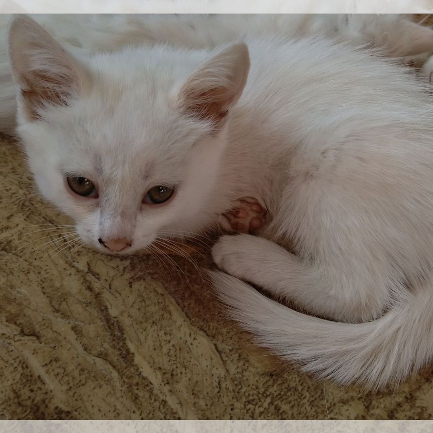 Котёнок в добрые руки