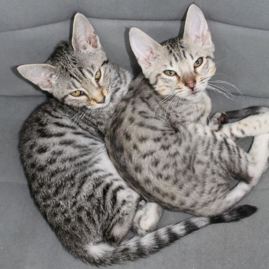 Котята саванна