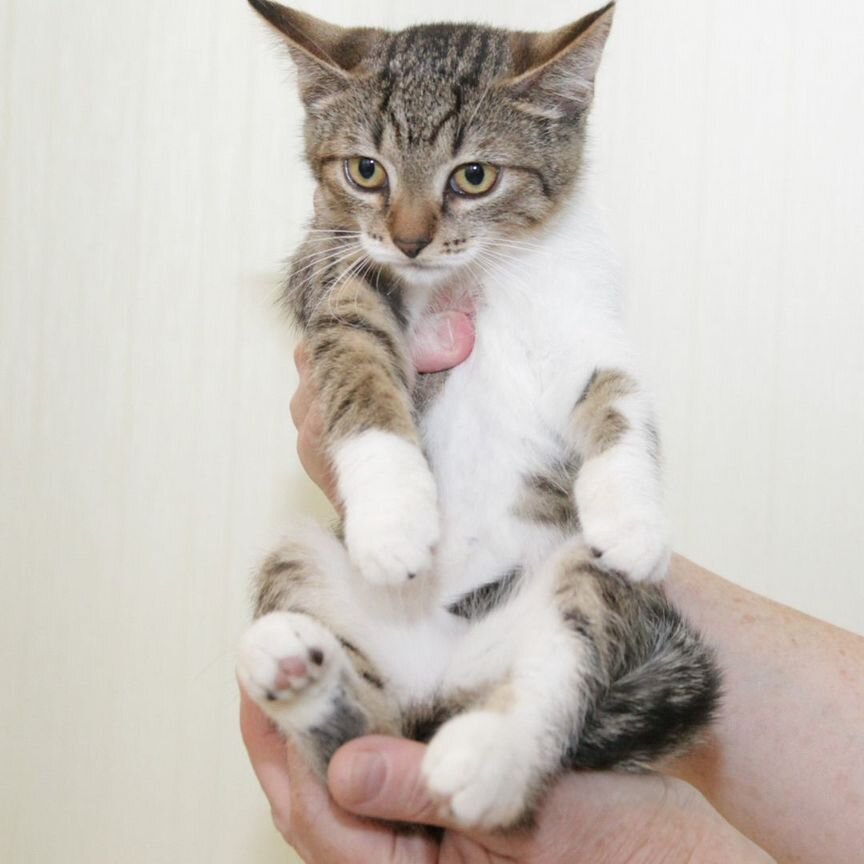 Машенька 4,5 месяца в добрые руки