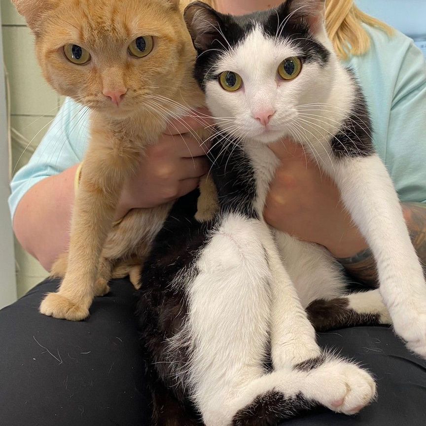 В каждую руку по коту. Пристраивается пара котиков