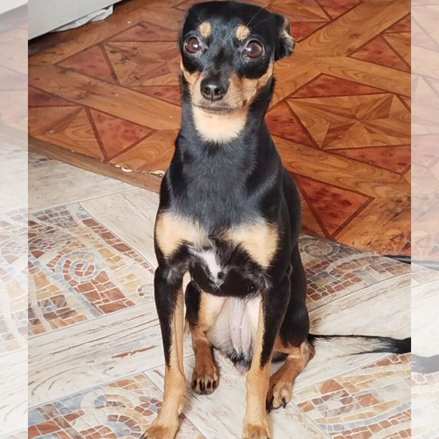 Русский той-терьер, щенок