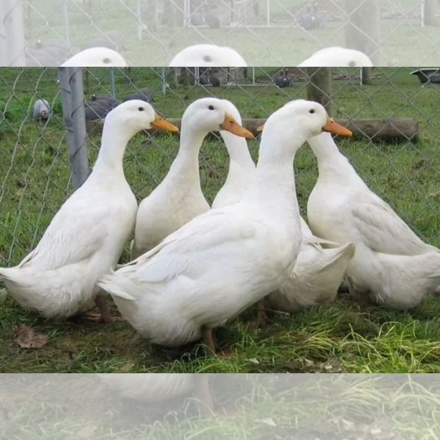 Утки