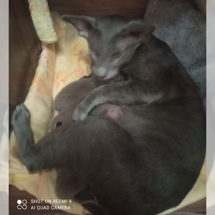 Ориентальный котёнок