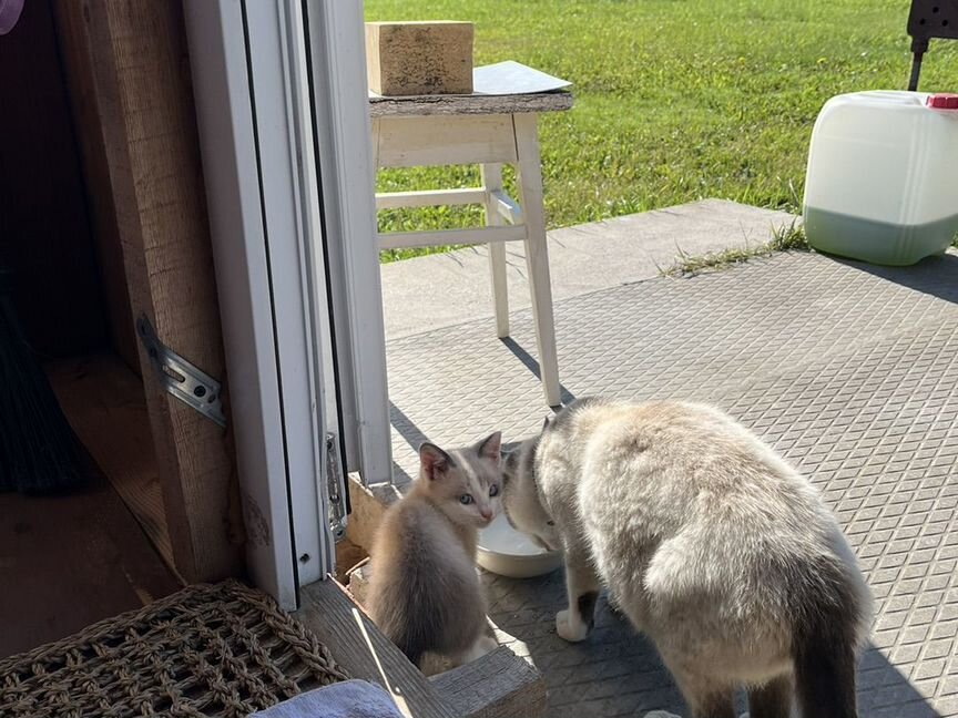 Котята в добрые руки даром нижний новгород