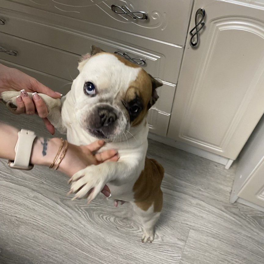 Французский бульдог