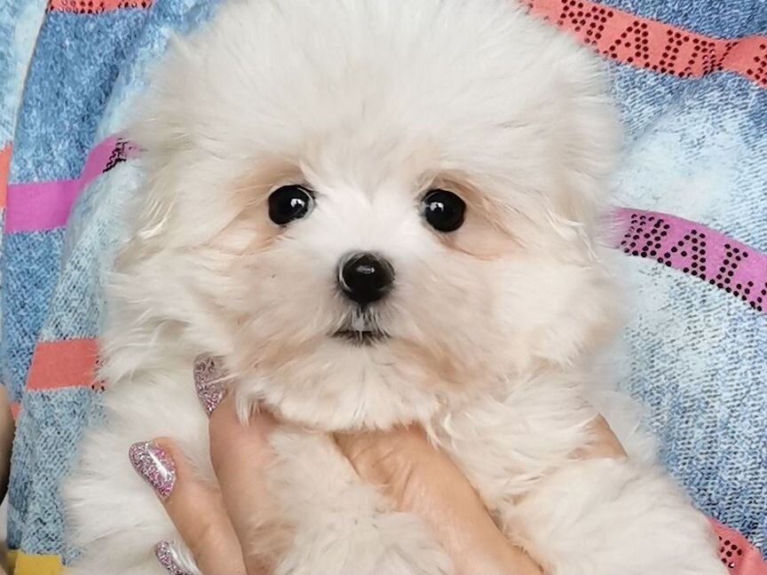 Мальтезе девочка