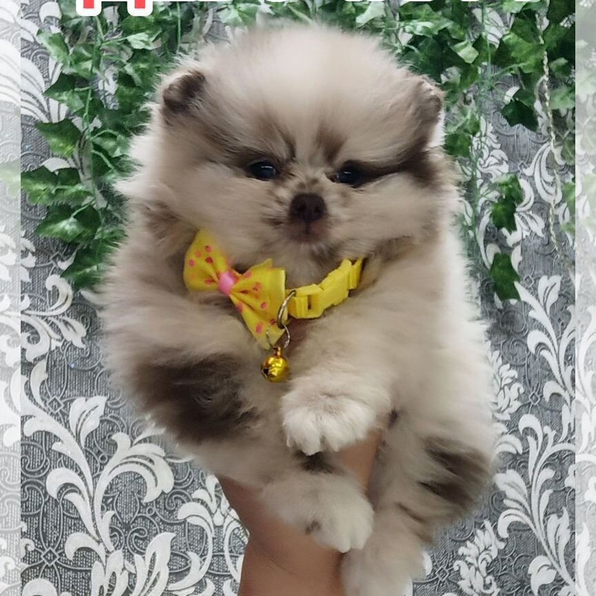 Померанский шпиц, щенок