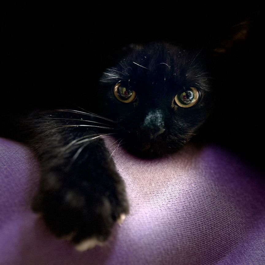 Красивый котенок Антонио-настоящий бриллиант