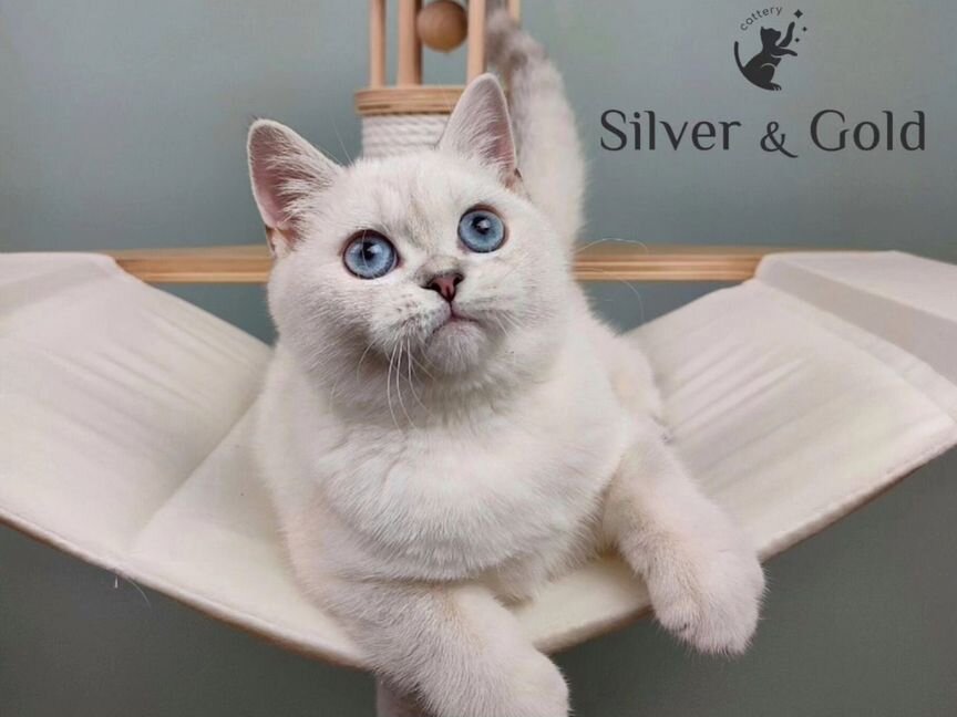 Роскошная голубоглазая красотка