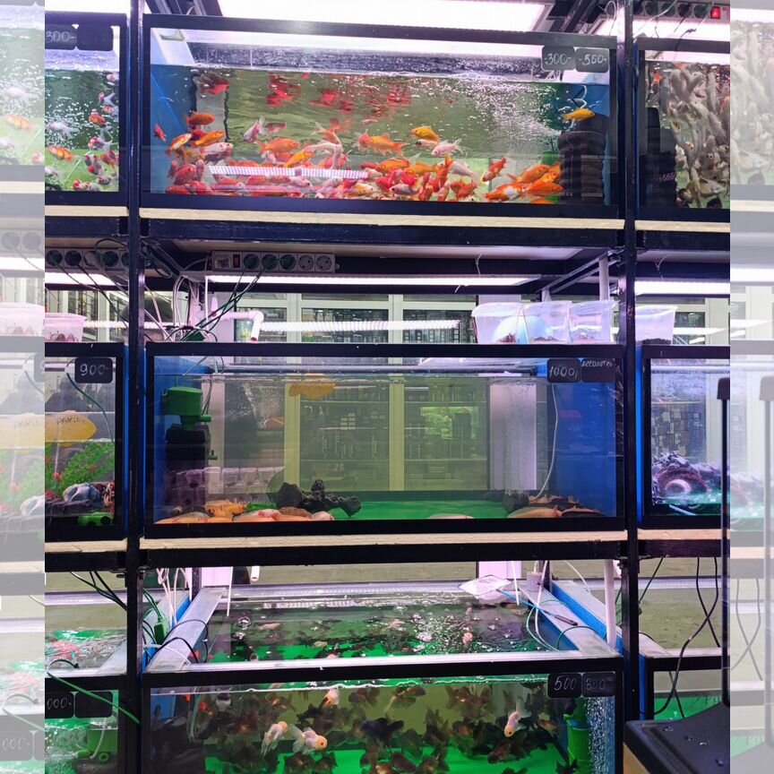 Аквариумы и аквариумная рыба