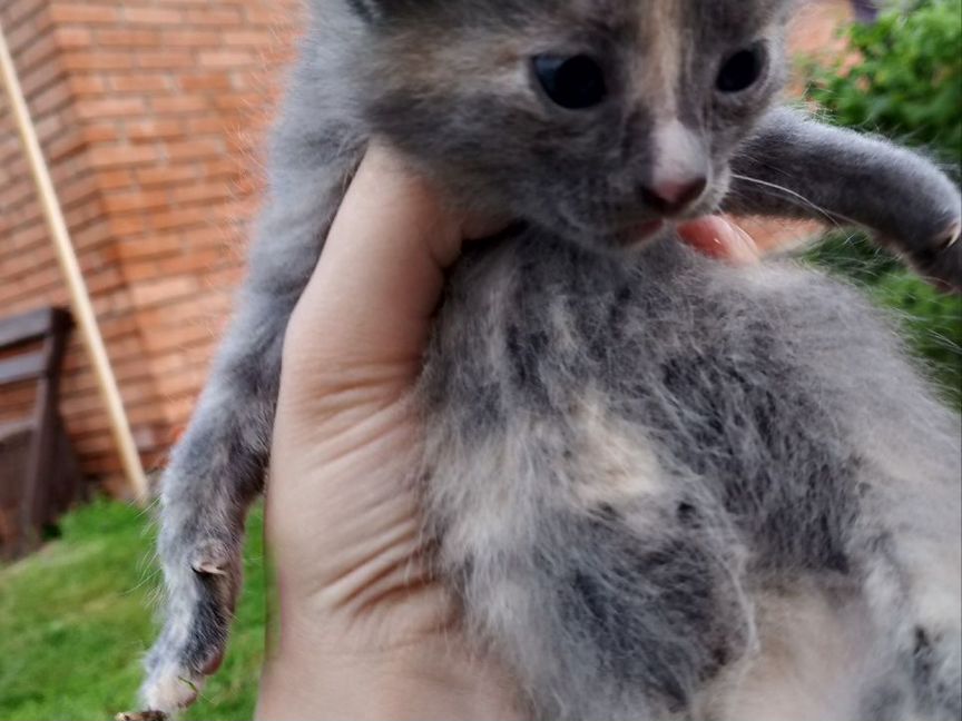 Котята в добрые руки бесплатно