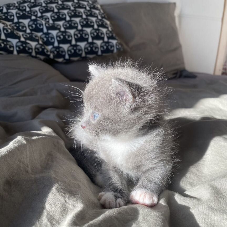 Котята