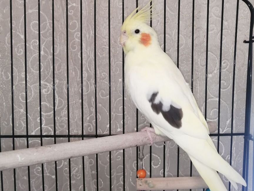 Попугай корелла