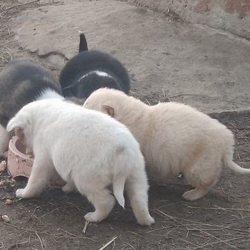 Щенок в добрые руки