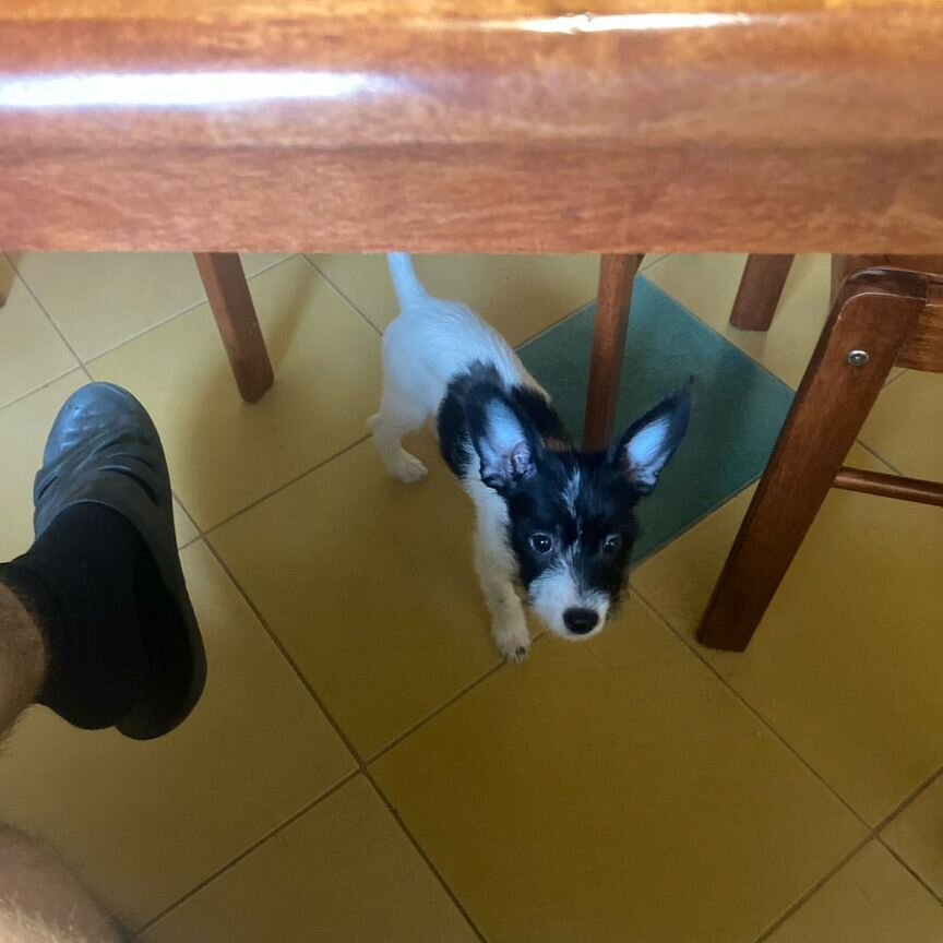 Отдам в добрые руки Ксоло