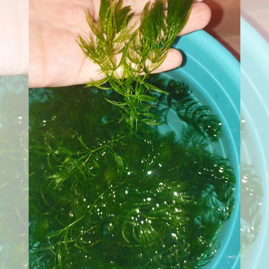 Водоросли для пресного аквариума