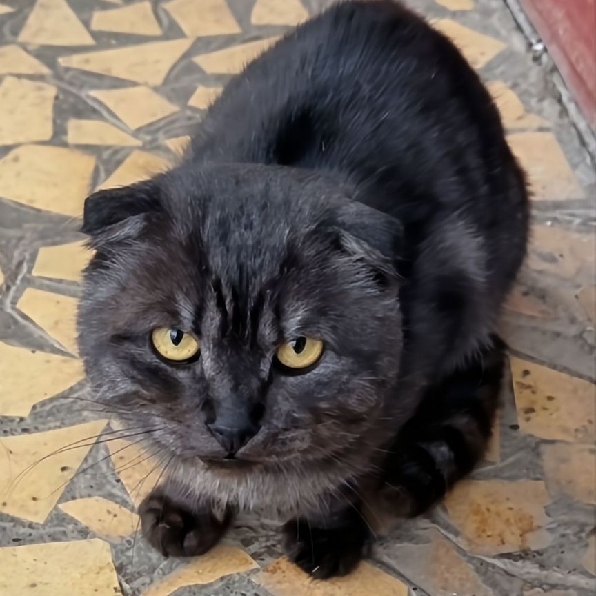 Шотландский вислоухий короткошёрстный кот, взрослый