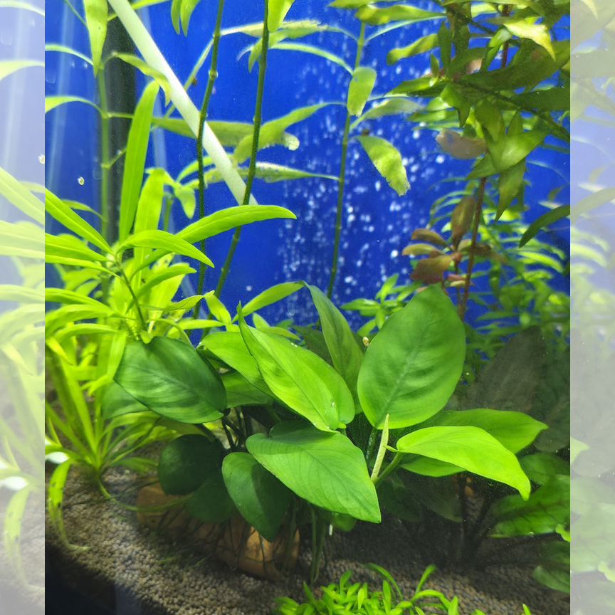 Аквариумные растения криптокорины, бакопа, анубиас