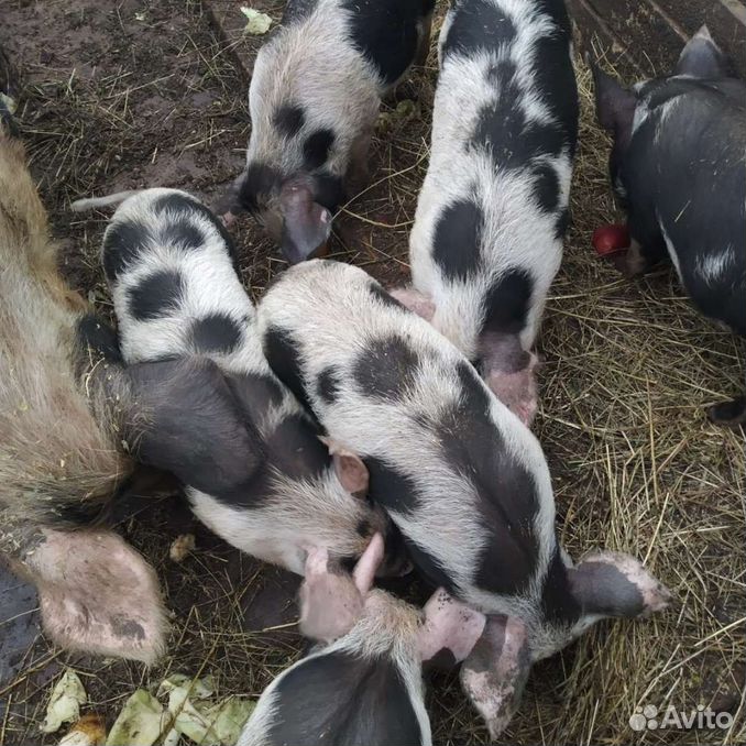 Продам поросят крупно- русских,2 месяца.Едят всё
