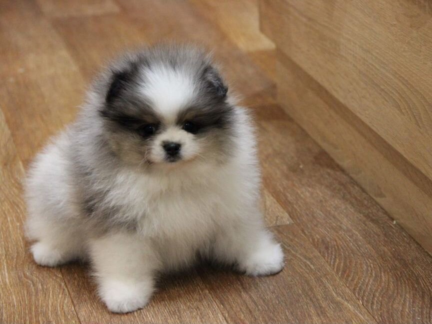 Мраморный триколор мальчик