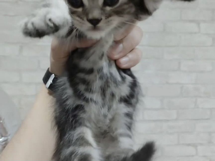 Шоколадные котята