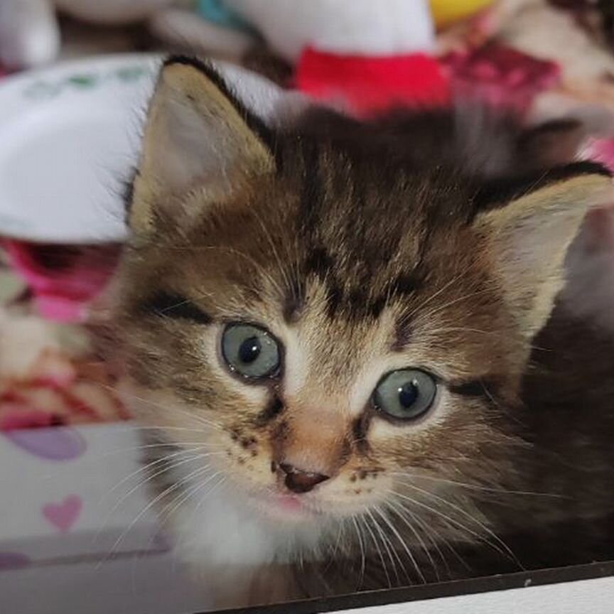 Ориентальный котёнок
