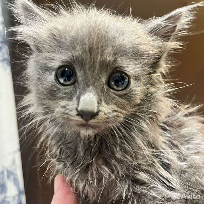 У Сержа (1,5 месяца) 2 дня на поиск дома