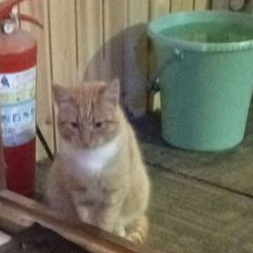 Милый котик