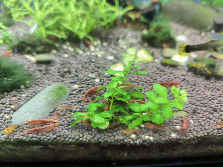 Креветки вишня, Валенснерия