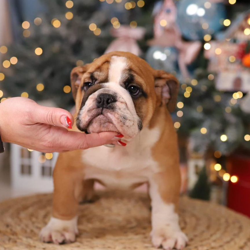 Английский бульдогщенки