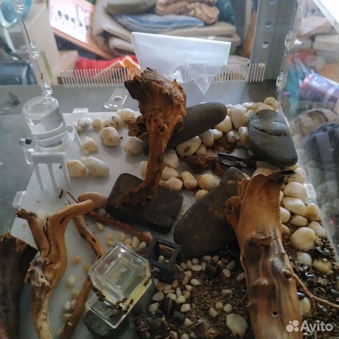 Колония муравьев