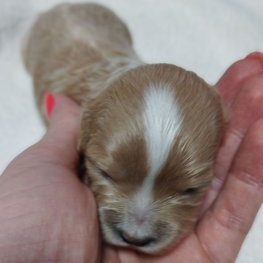 Щенок Тедди мальтипу мини f1 крови Китай