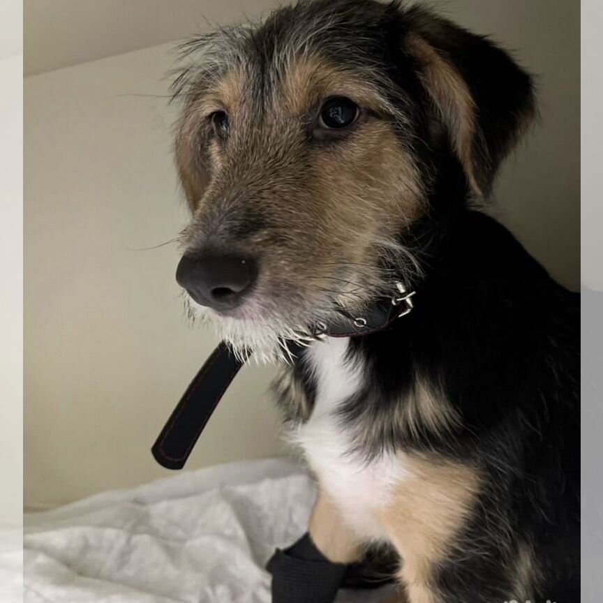 Щенок в добрые руки