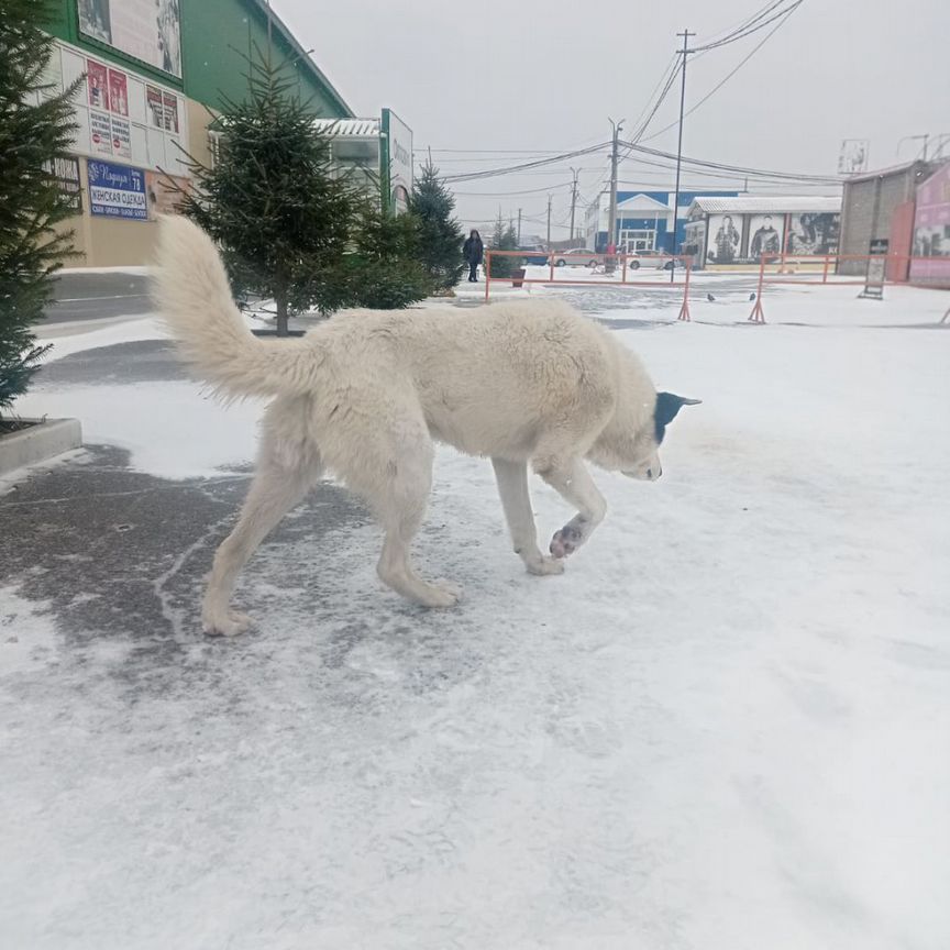 Собака в добрые руки отдам бесплатно