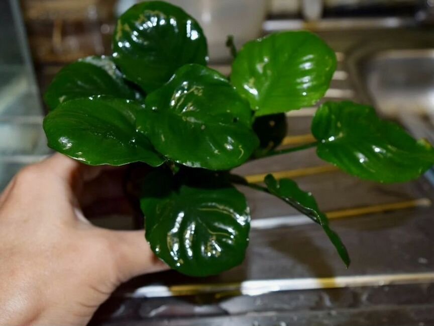 Анубиас бартери круглый лист