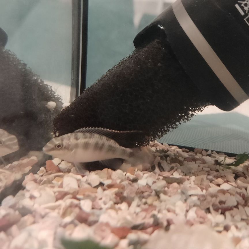 Пельвикахромис пульхера