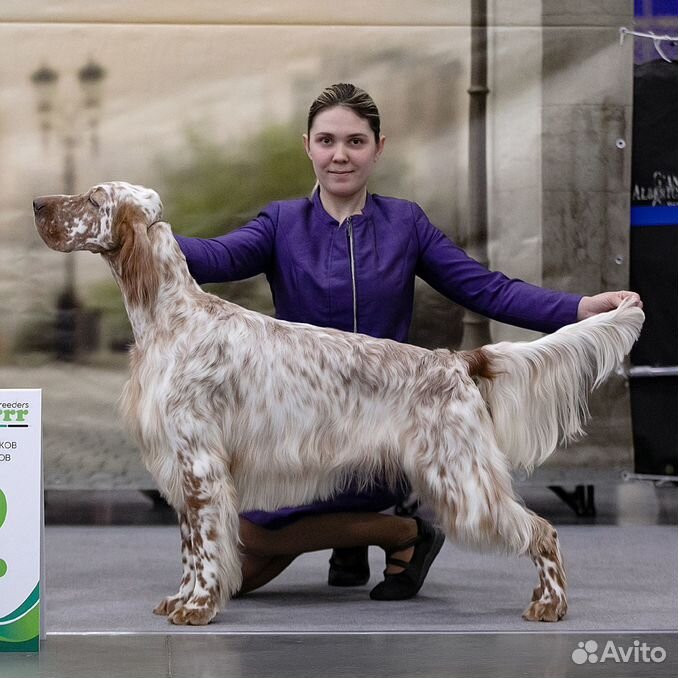 Продам Английского сеттера