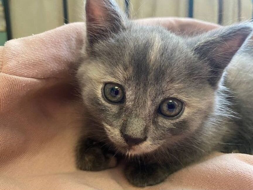 Кошечка Шеда,5 мес
