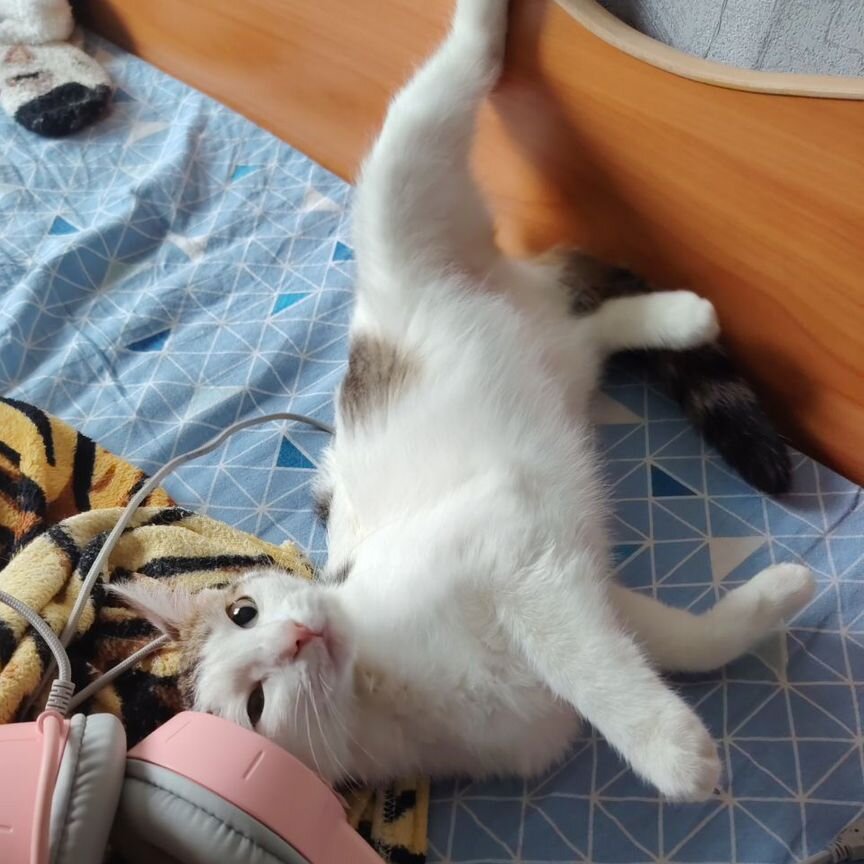 Взрослая, кошка в добрые руки