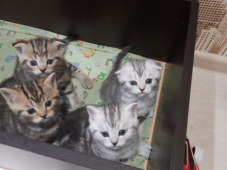 Шотландские котята