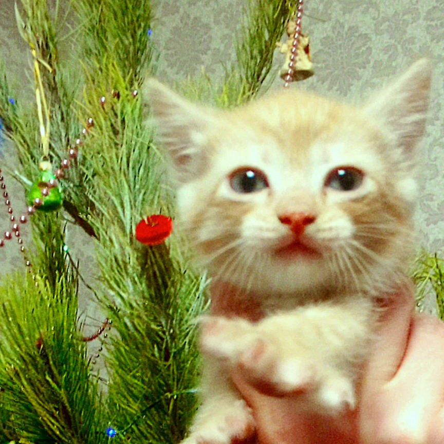 Котёнок в добрые руки