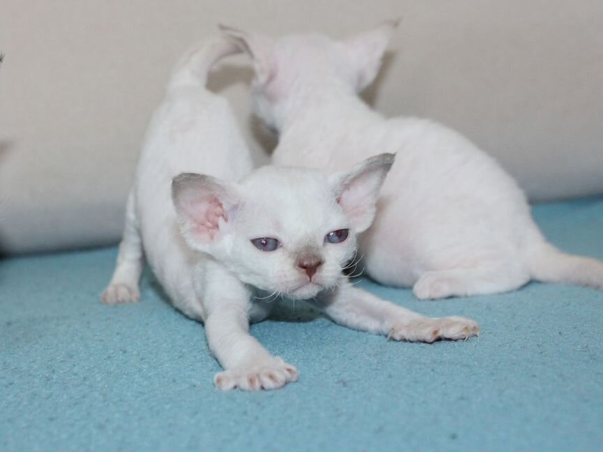 Малыши девон-рекс