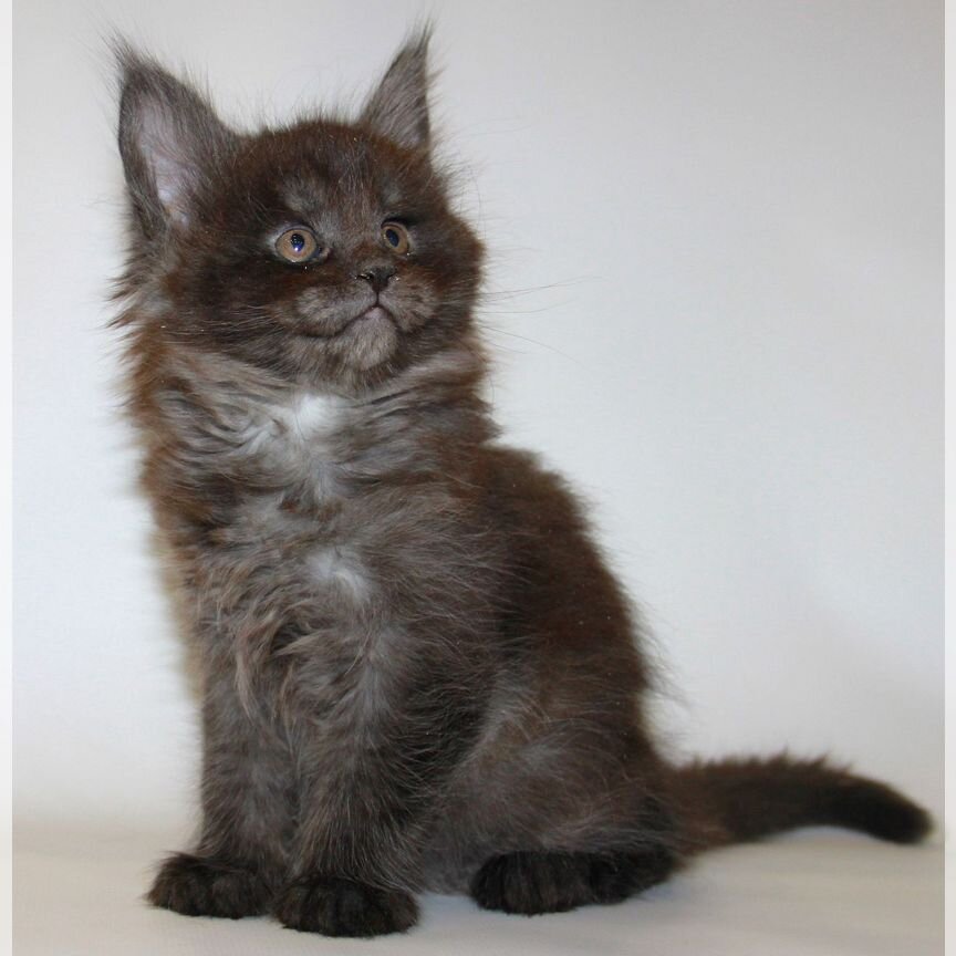 Котята мейн-кун черный солид