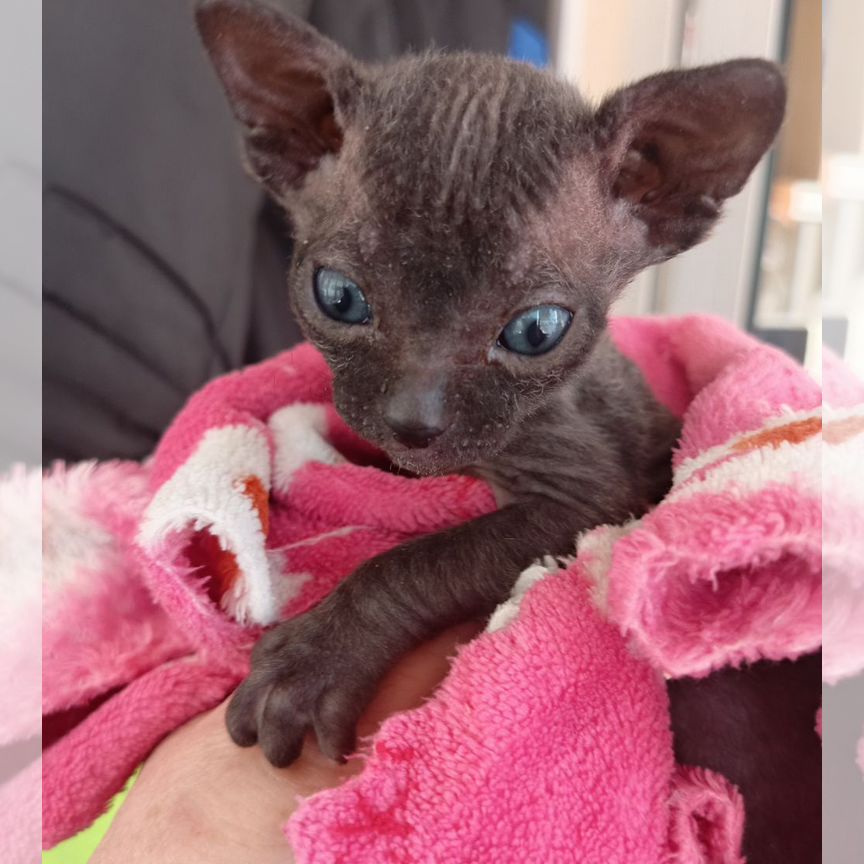 Донской сфинкс котёнок