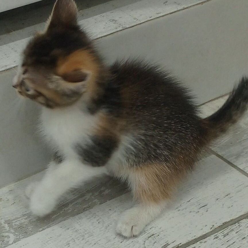 Котята в добрые руки бесплатно